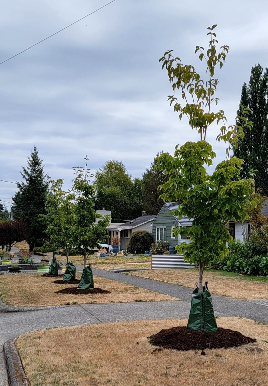 Tree Coupon Program - Tacoma Public Utilities